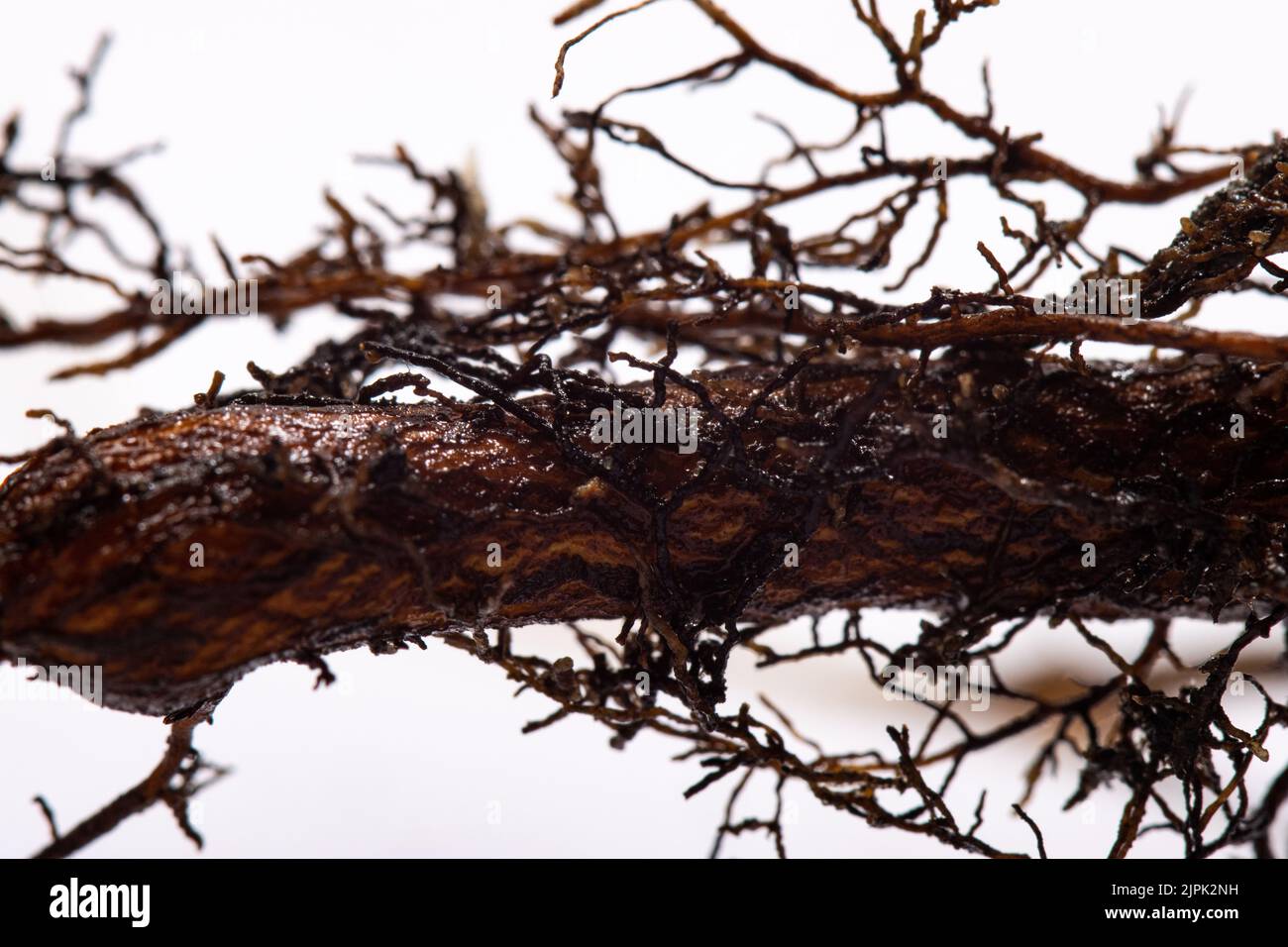 A closeup of the roots of a tree sapling, macro details isolated on ...