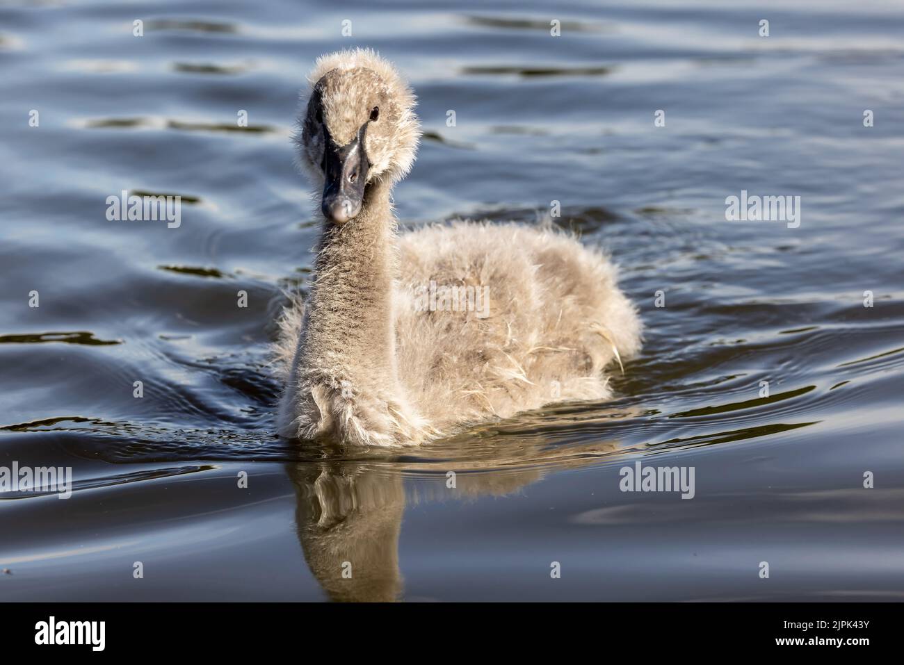 Cygnet australia hi-res stock photography and images - Alamy
