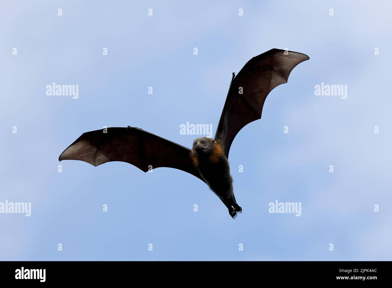 Australian Grey-headed Flying fox in flight Stock Photo - Alamy