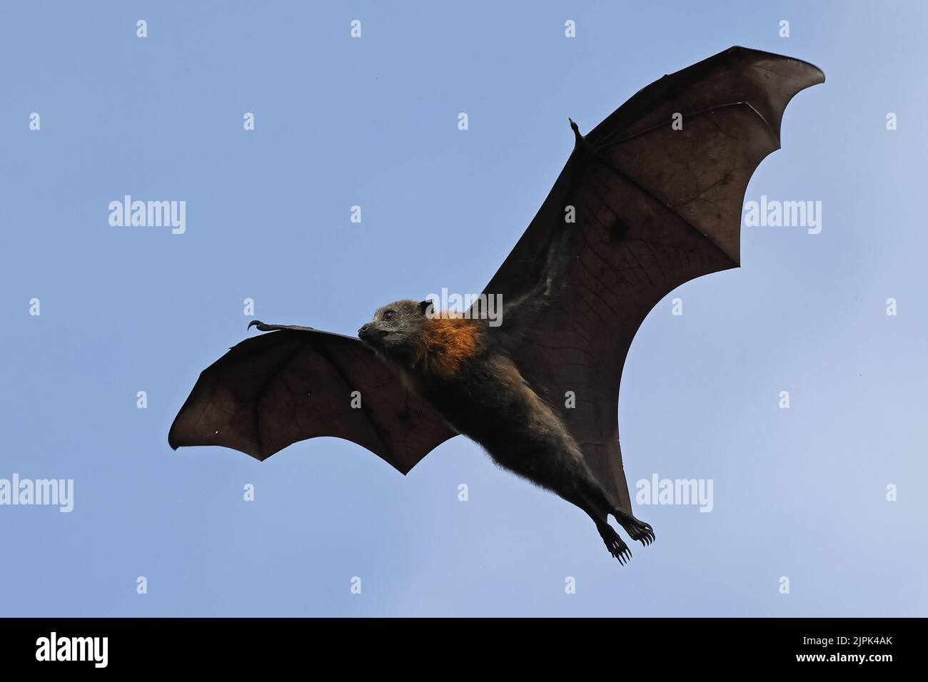 Australian Grey-headed Flying fox in flight Stock Photo - Alamy