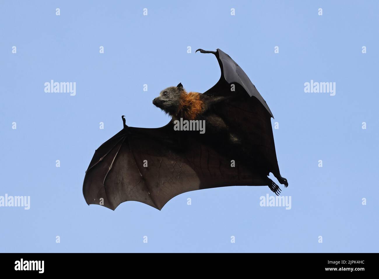 Australian Grey-headed Flying fox in flight Stock Photo - Alamy