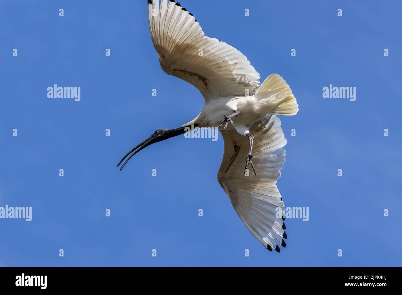 Australian White Ibis in flight Stock Photo - Alamy