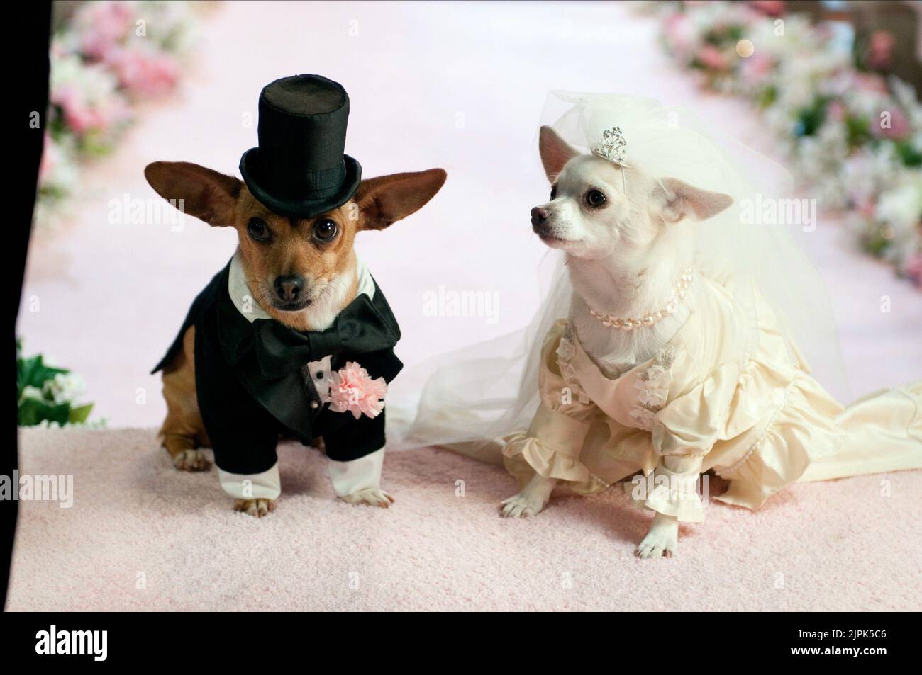 Beverly Hills Chihuahua Papi Jr