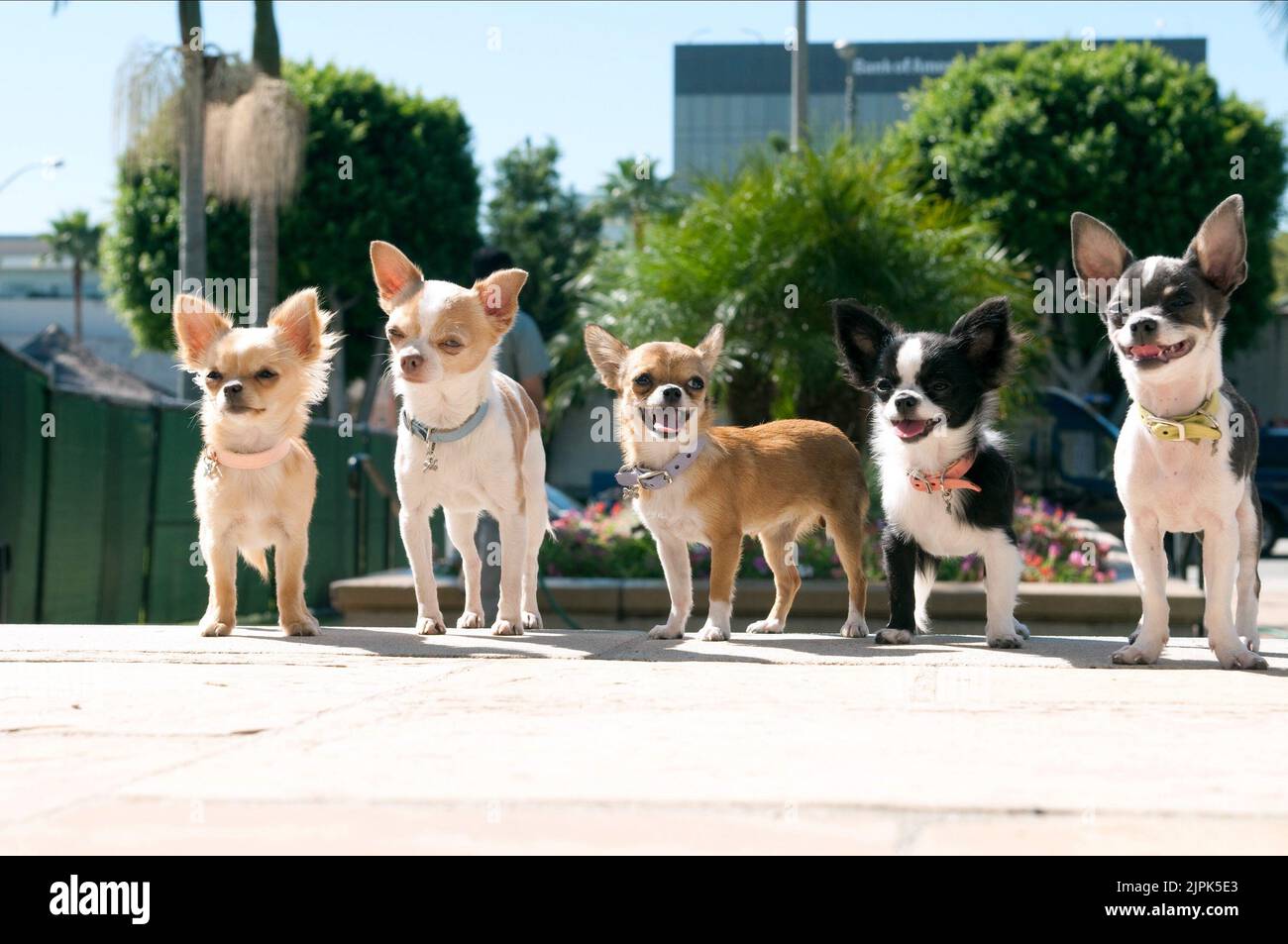 Beverly Hills Chihuahua 2 Papi Jr