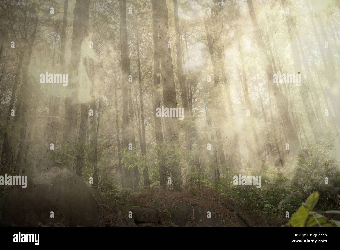Haunted forest with fog and dramatic scene background. Halloween ...