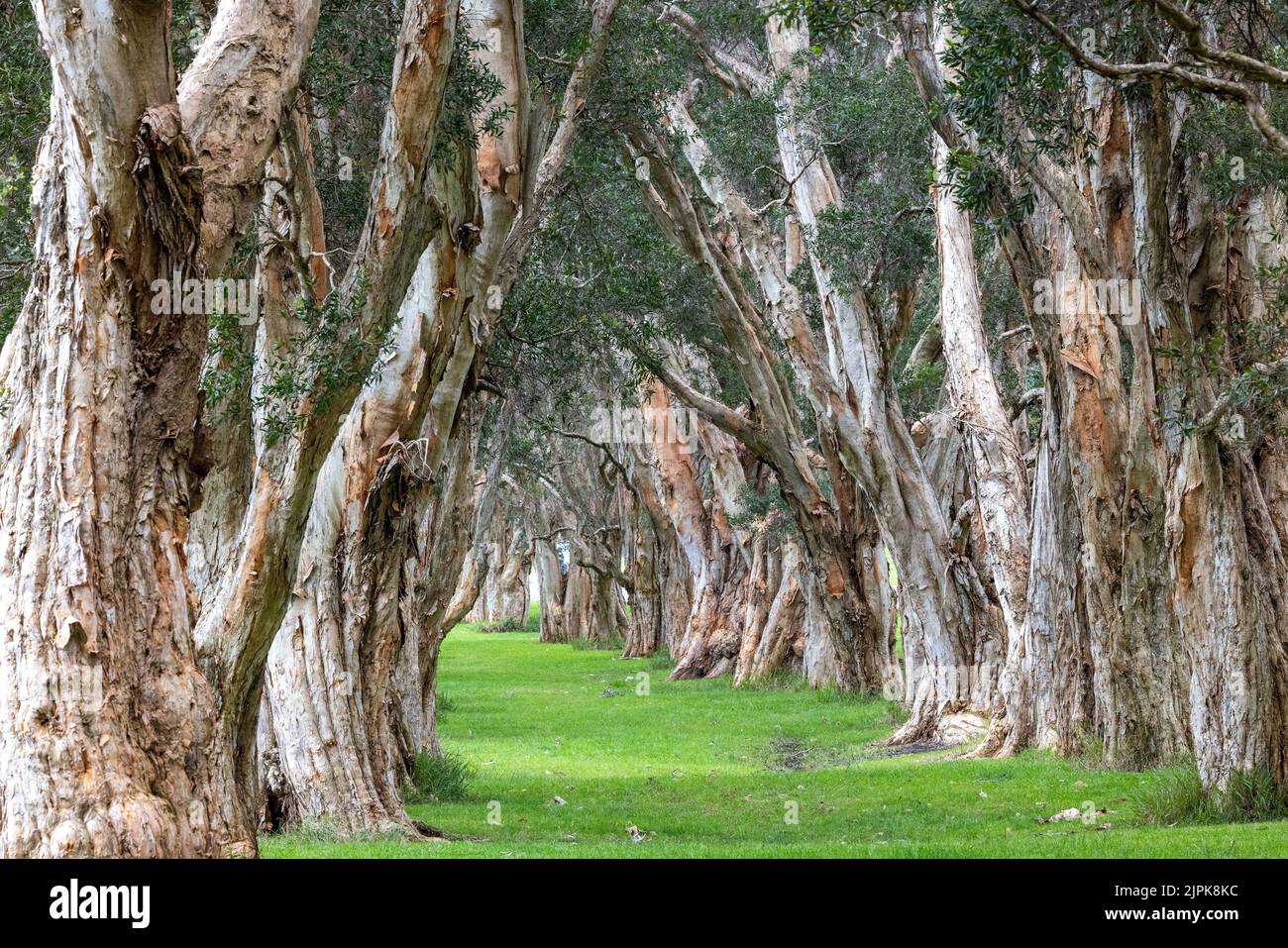 Avenue of Paper Bark Trees in Centennial Park, Sydney Australia Stock ...
