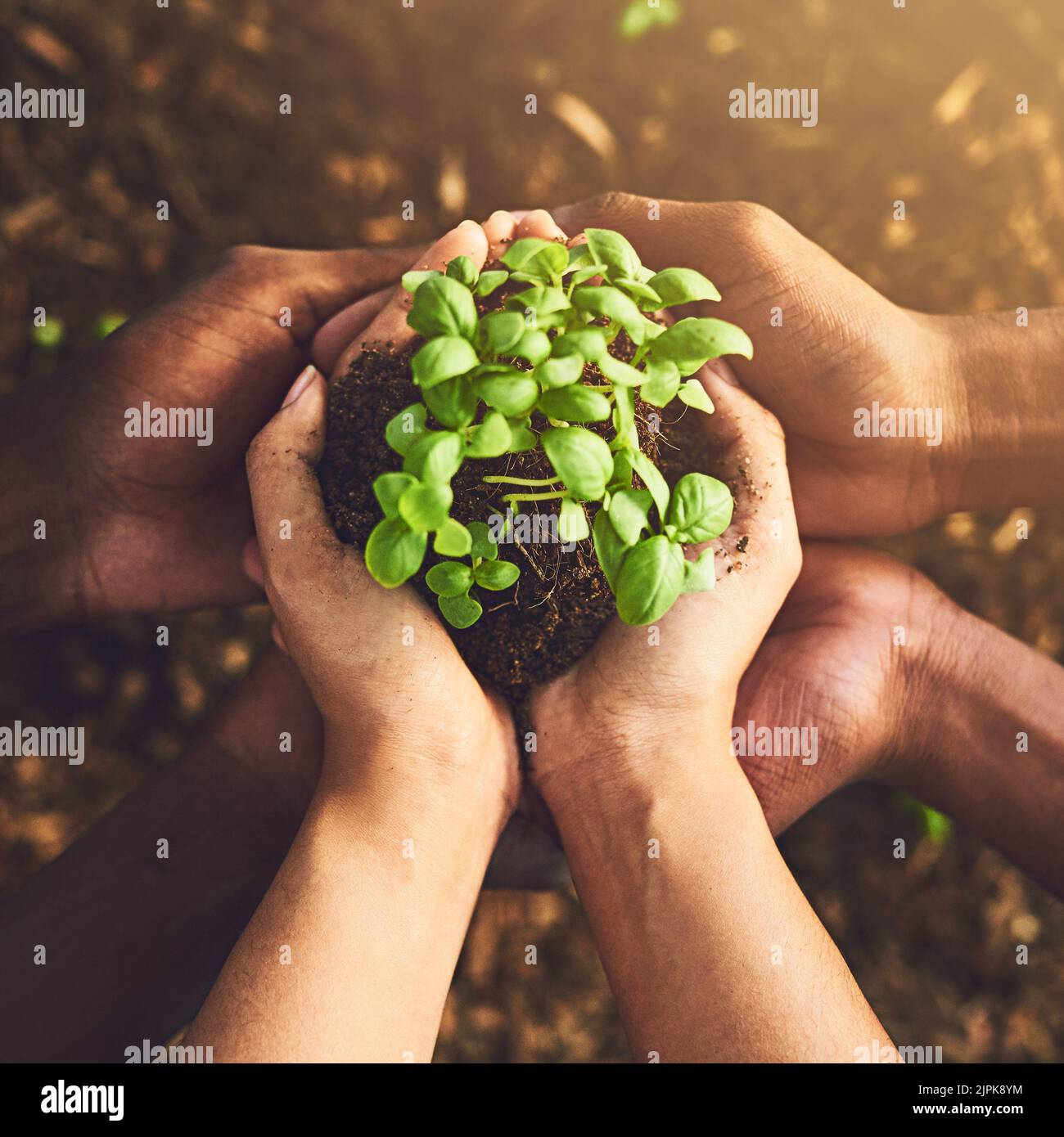 Little leaf growing out hi-res stock photography and images - Alamy