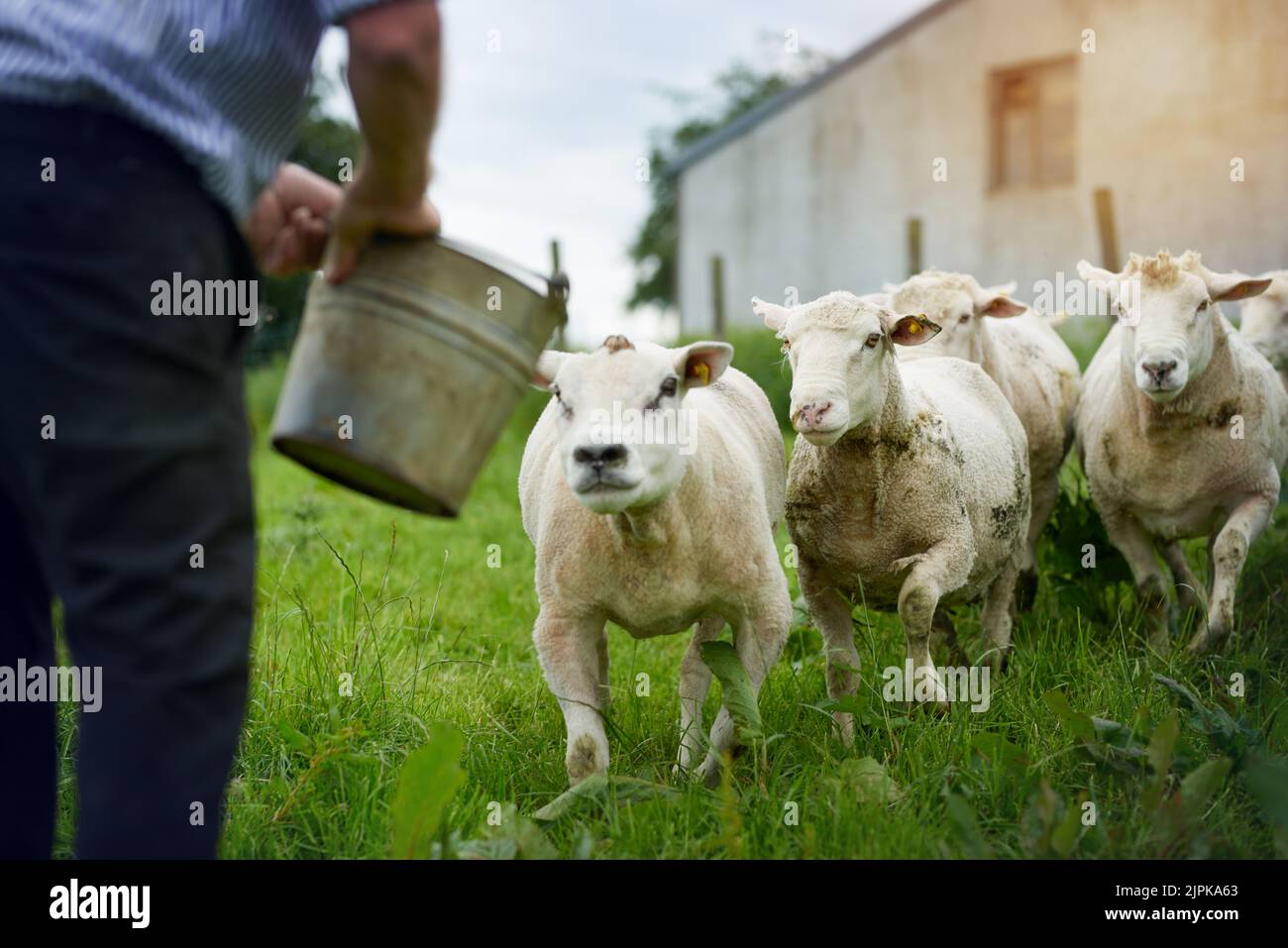 Man feeding sheep hi-res stock photography and images - Alamy
