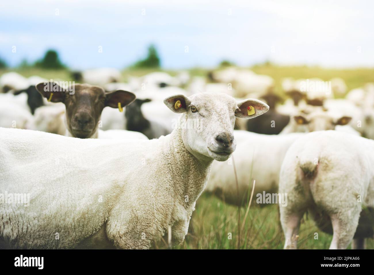 Grazing biology hi-res stock photography and images - Alamy