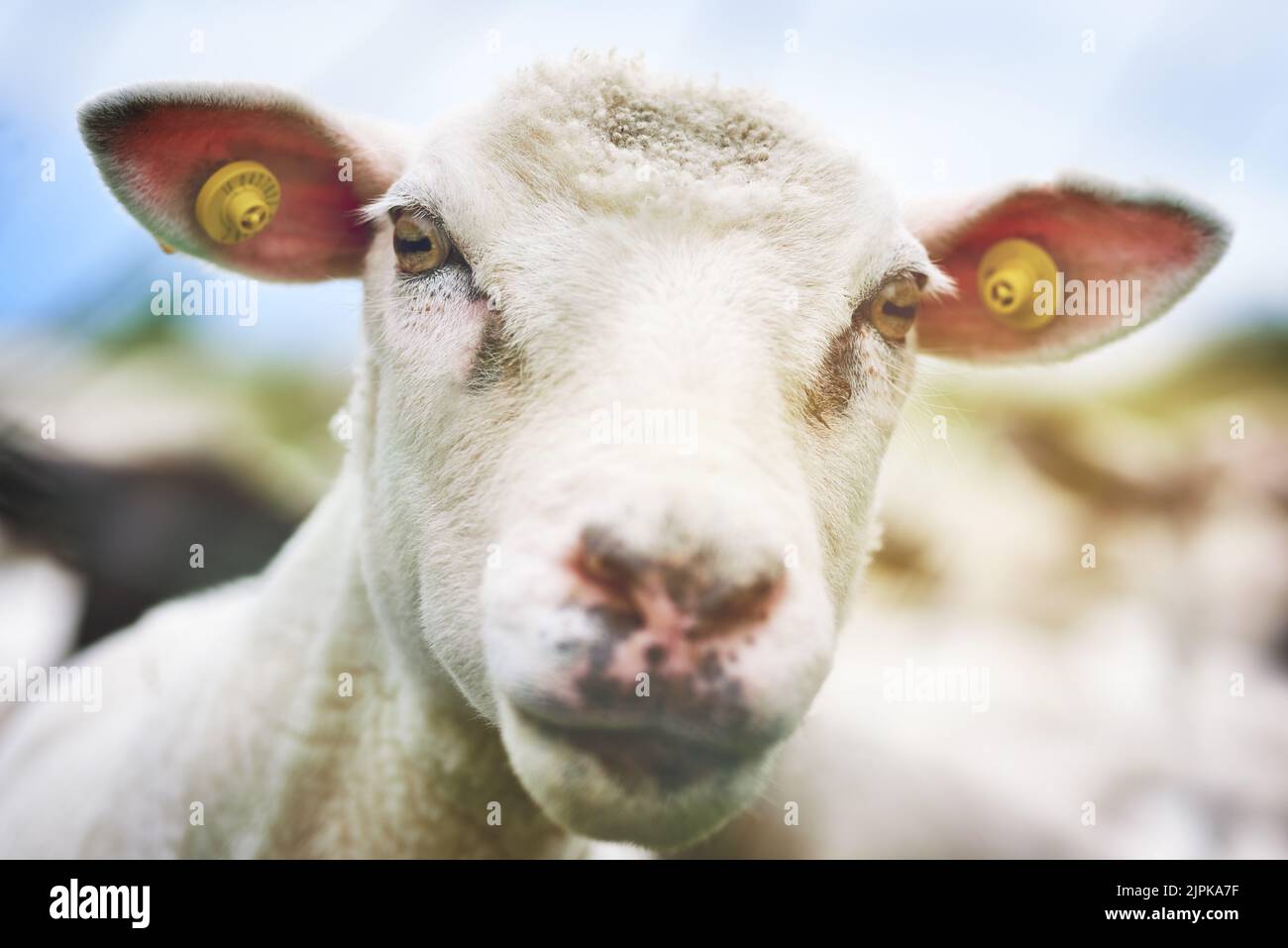 Ear tagged sheep hi-res stock photography and images - Alamy