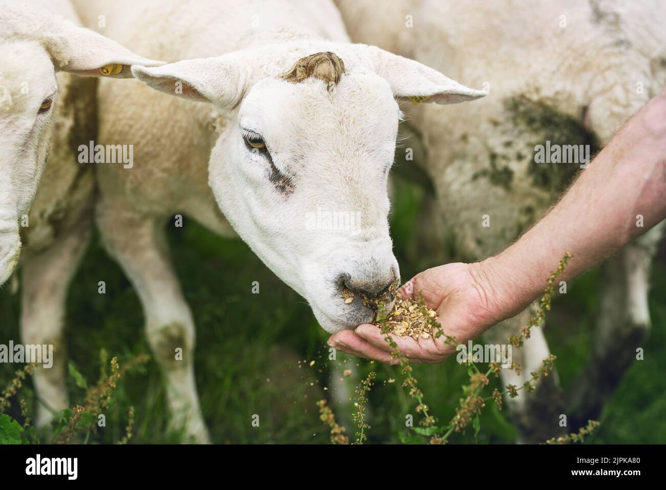 Sheep eating grain hi-res stock photography and images - Alamy