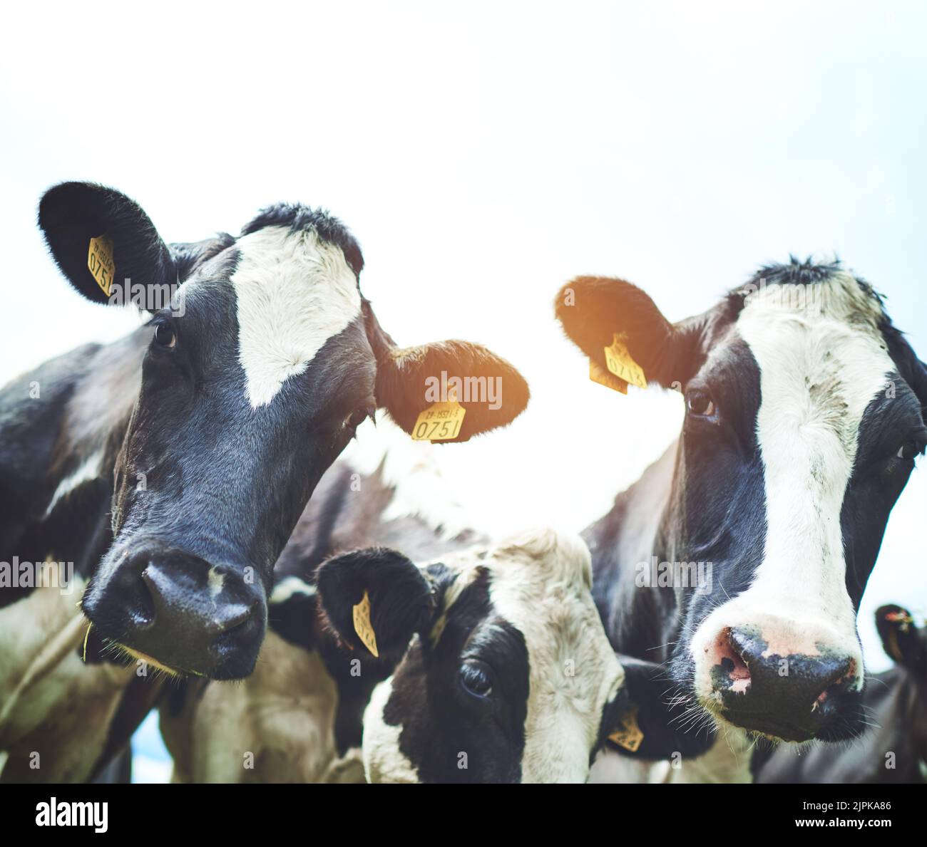 Beautiful cattle farm hi-res stock photography and images - Alamy