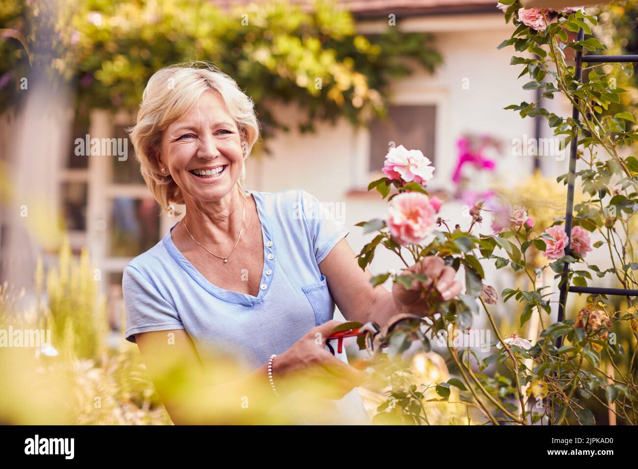 senior, home, garden, rose, cutting, elderly, old, seniors, homes ...