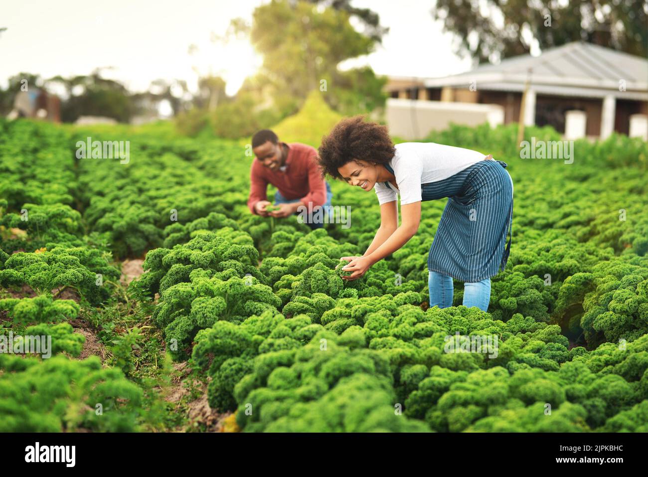 They enjoy the field work. a young farm couple working the fields Stock ...