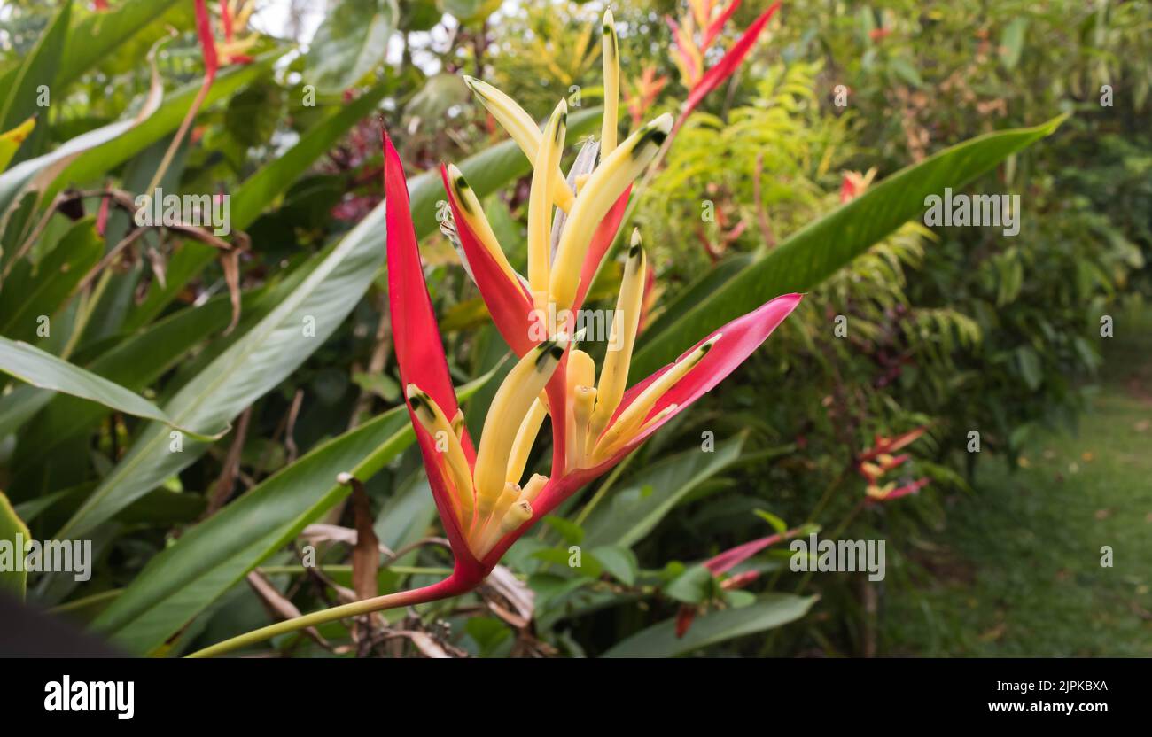 Heliconia Parakeet Flower in a Garden Stock Photo - Alamy