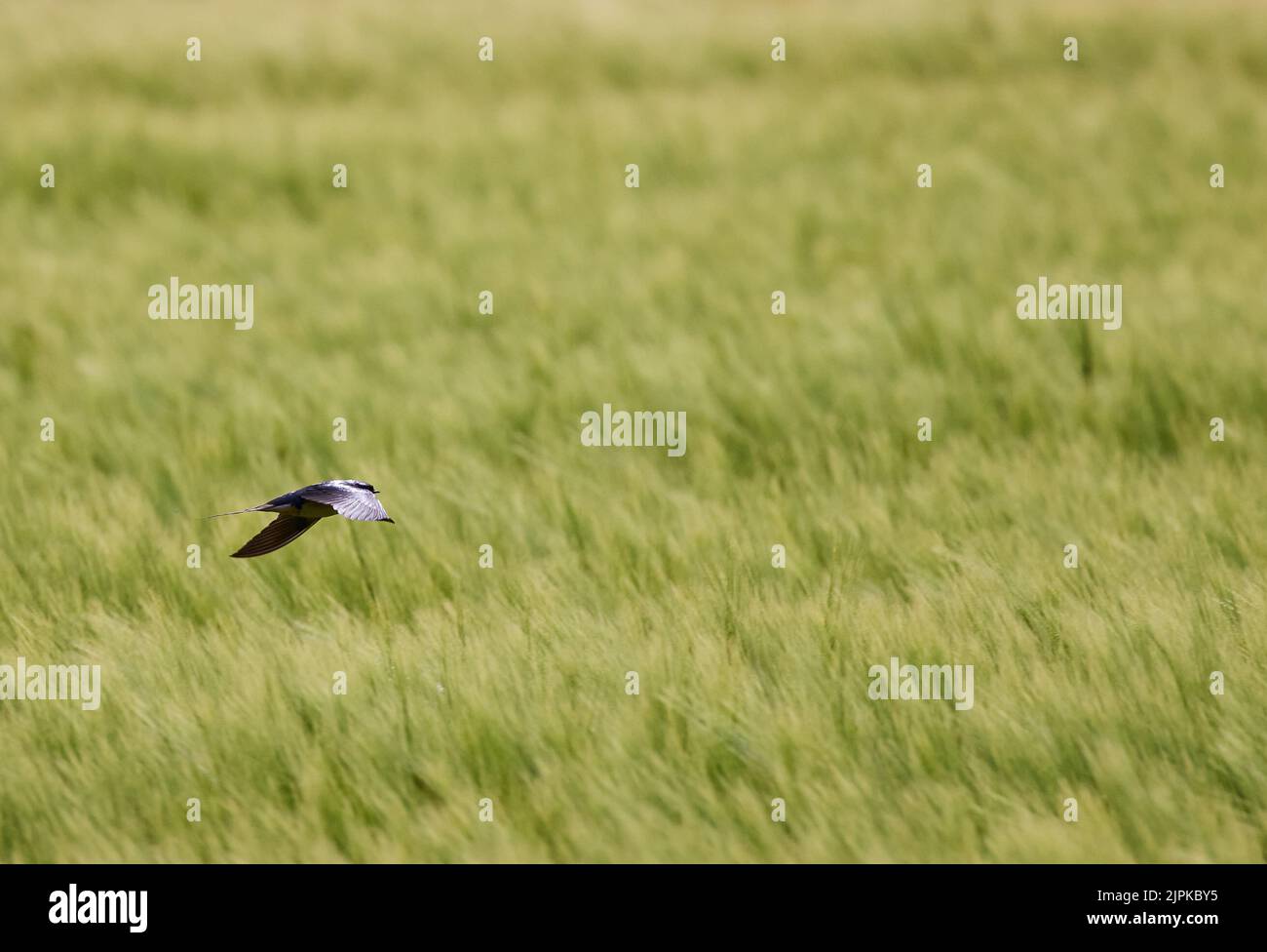 A beautiful Swallow bird in flight over a green barley field Stock ...