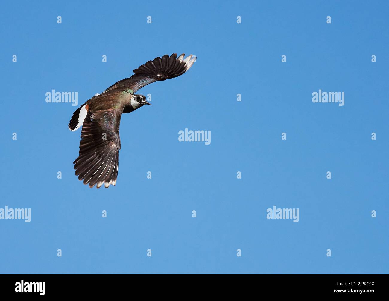 A beautiful lapwing bird in flight against a blue sky Stock Photo - Alamy