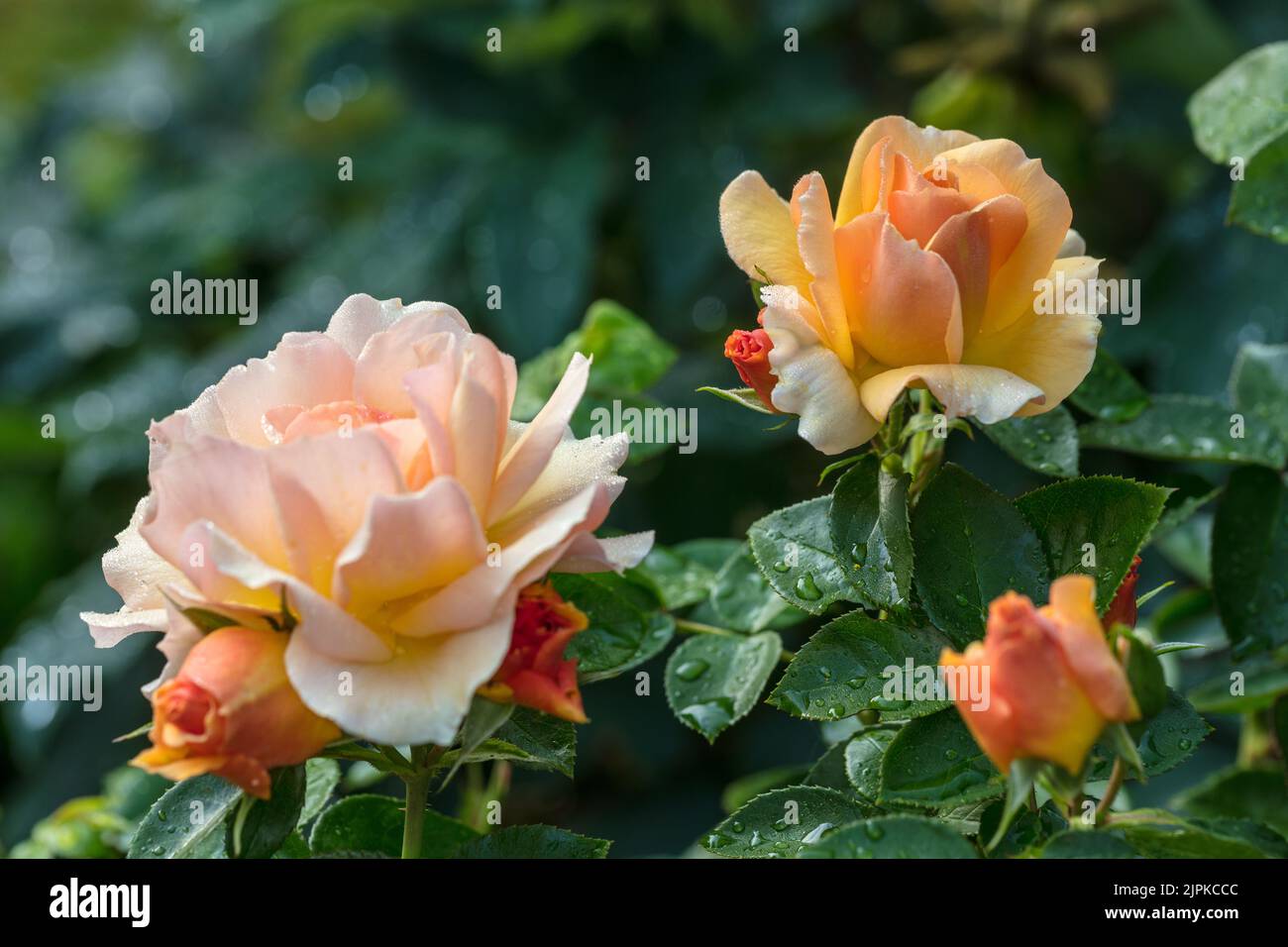 'Hansestadt Rostock, Tan04603, Queen Bee, Mythique, Always Remember ...