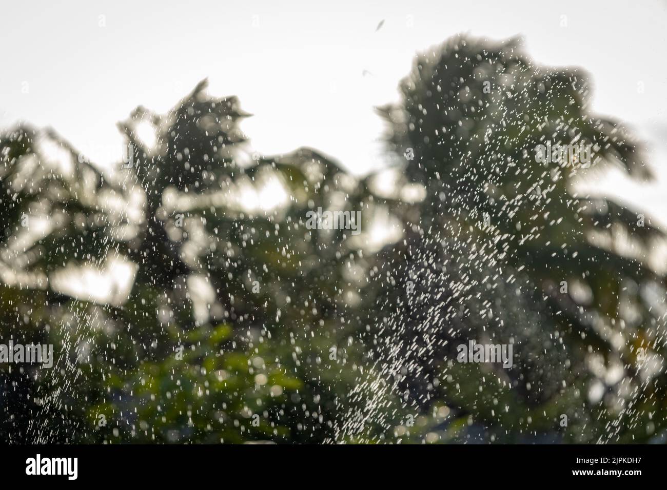 Fine rain of water from an irrigation hose. Concept of wasting water or ...