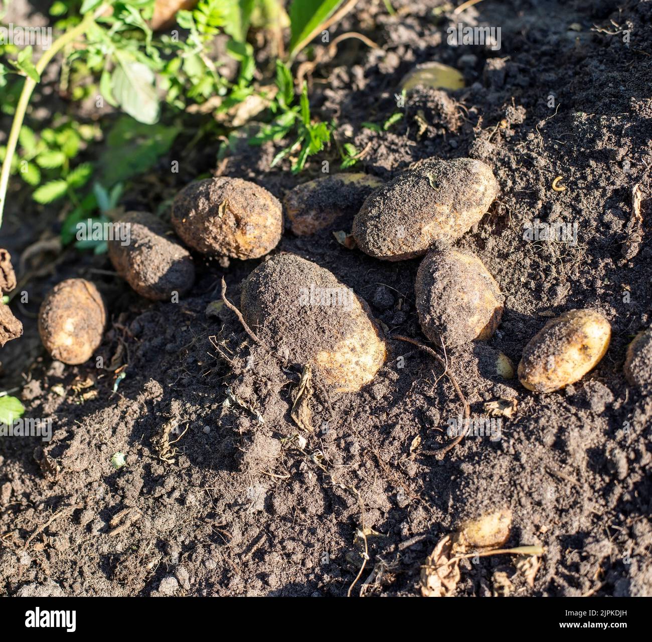 Seedbed seedbeds hi-res stock photography and images - Alamy