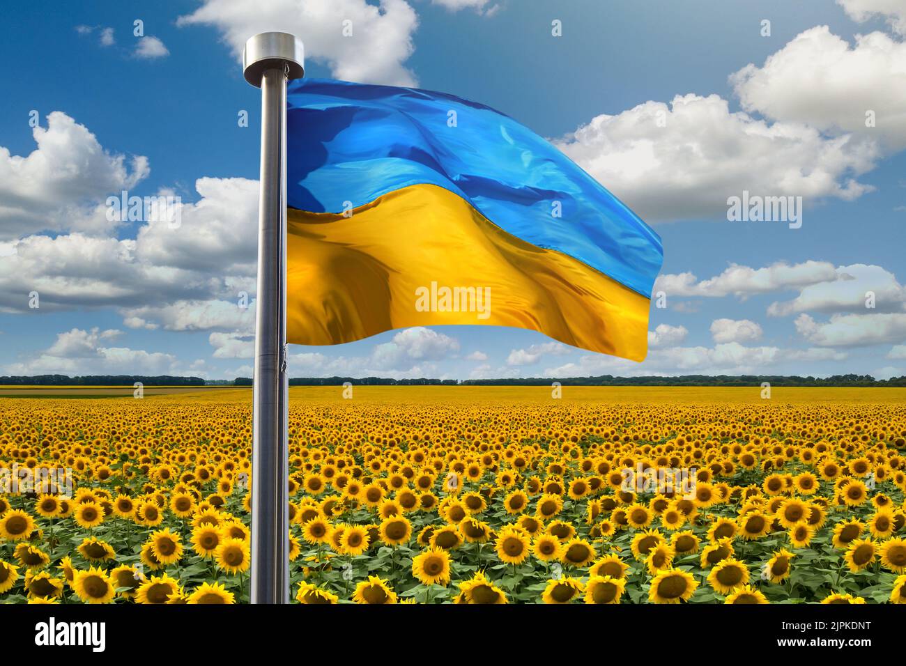 flag, sunflower field, ukrainian, stand with ukraine, flags, sunflower ...
