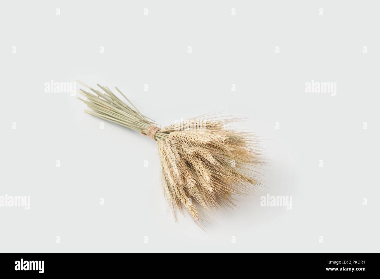 wheat, ostrich, spikes, wheats, ostrichs Stock Photo - Alamy