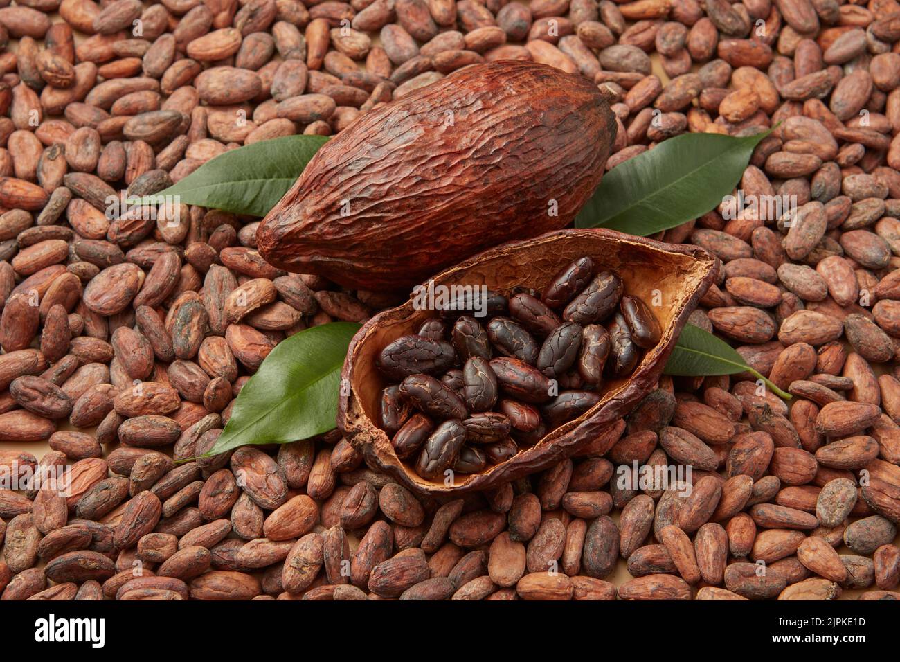 cocoa bean, cocoa beans Stock Photo - Alamy