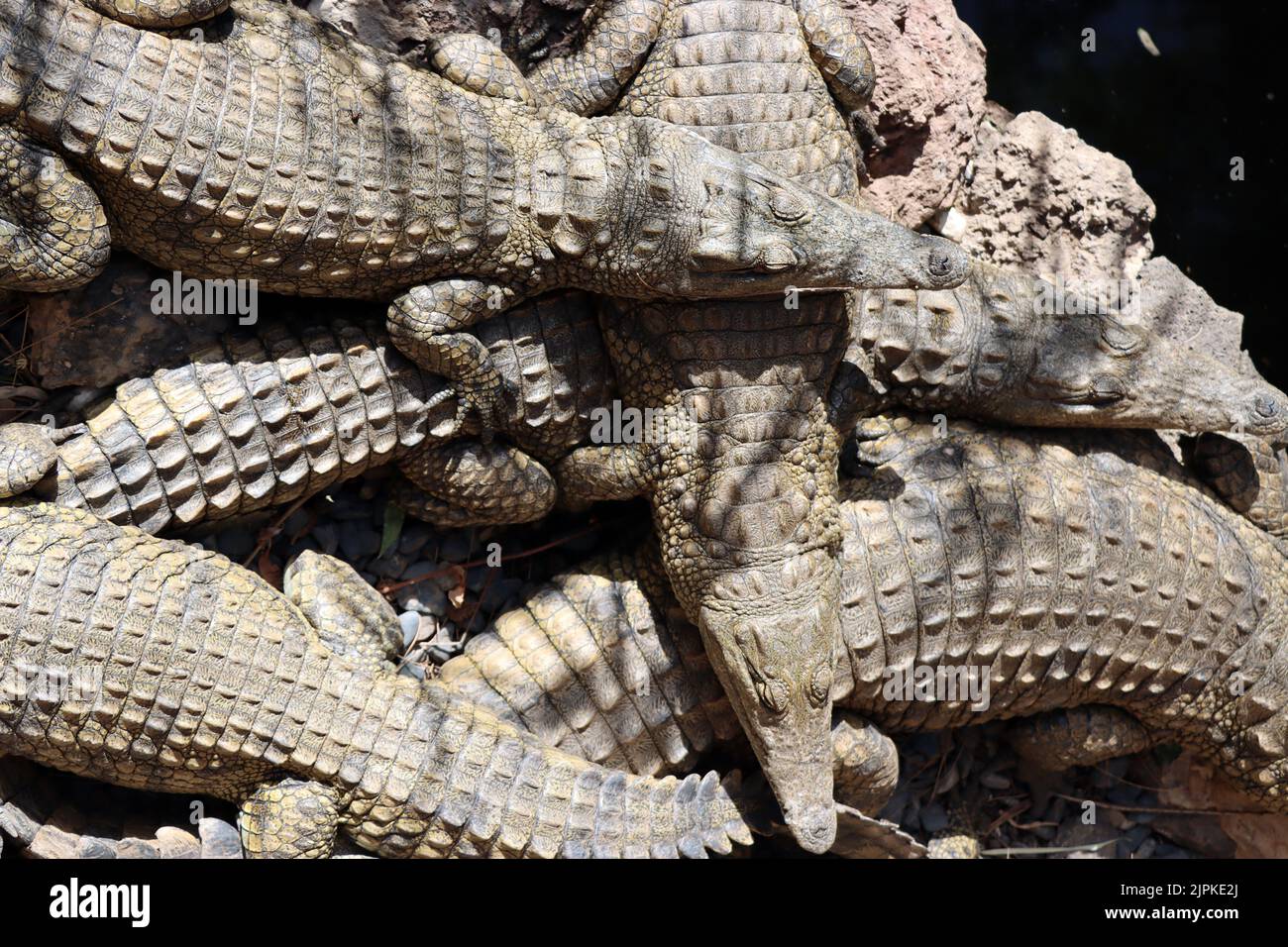 nile crocodile, crocodylus niloticus, alligator, alligators, crocodile ...