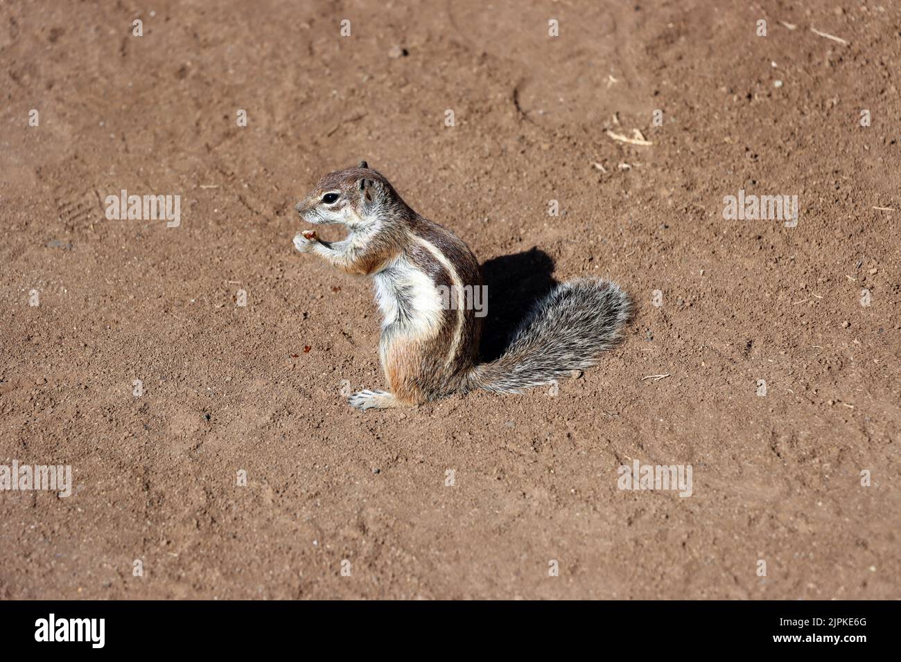 feeding, barbary ground squirrel, feed, feedings Stock Photo - Alamy