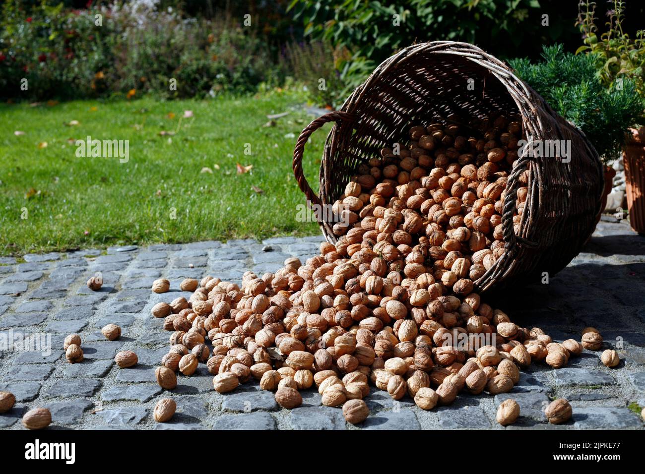 harvest, walnut, harvests, walnuts Stock Photo - Alamy
