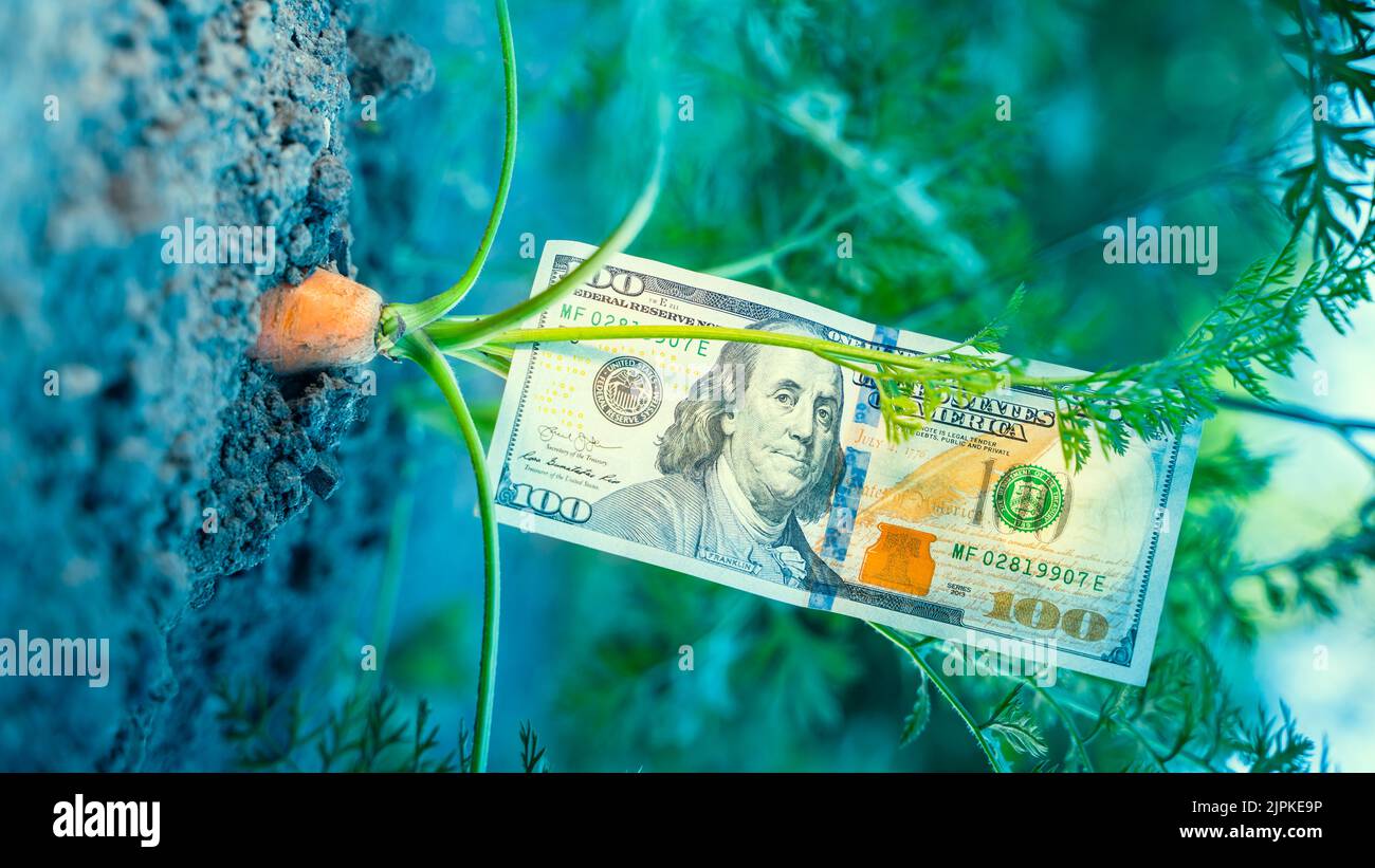 One hundred dollar bill in the green leaves of a growing carrot in the ...
