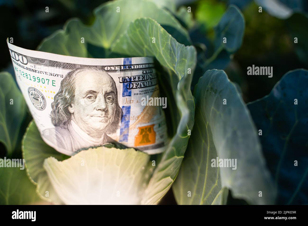 One hundred dollar bill on a growing white cabbage in a garden bed ...