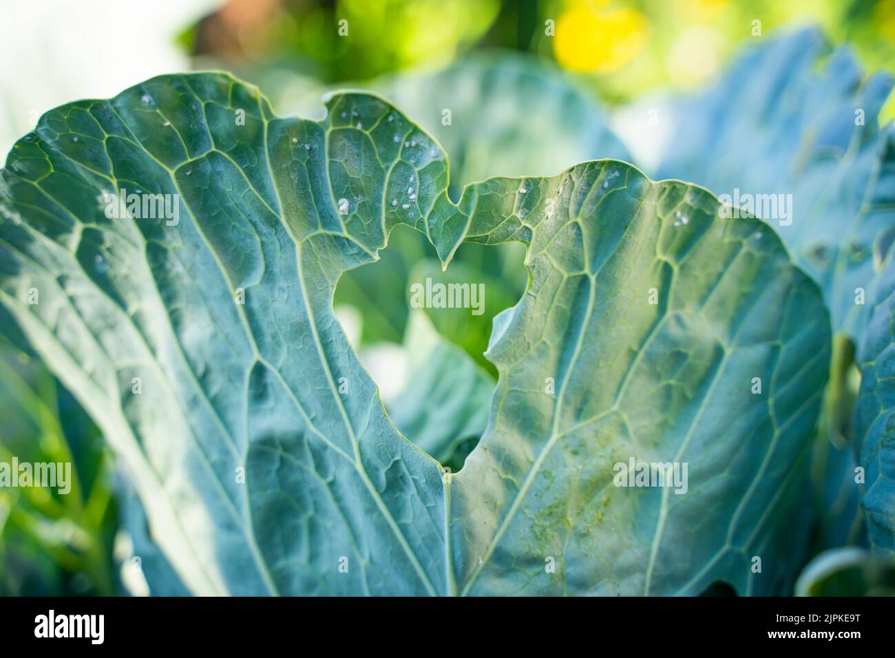 Whiteflies gnawed a heart-shaped hole in a white cabbage leaf. Insect ...
