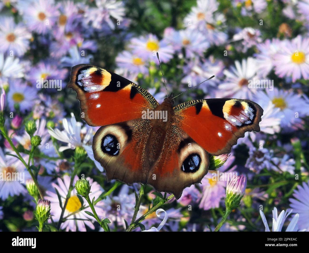 Butterfly from above hi-res stock photography and images - Alamy