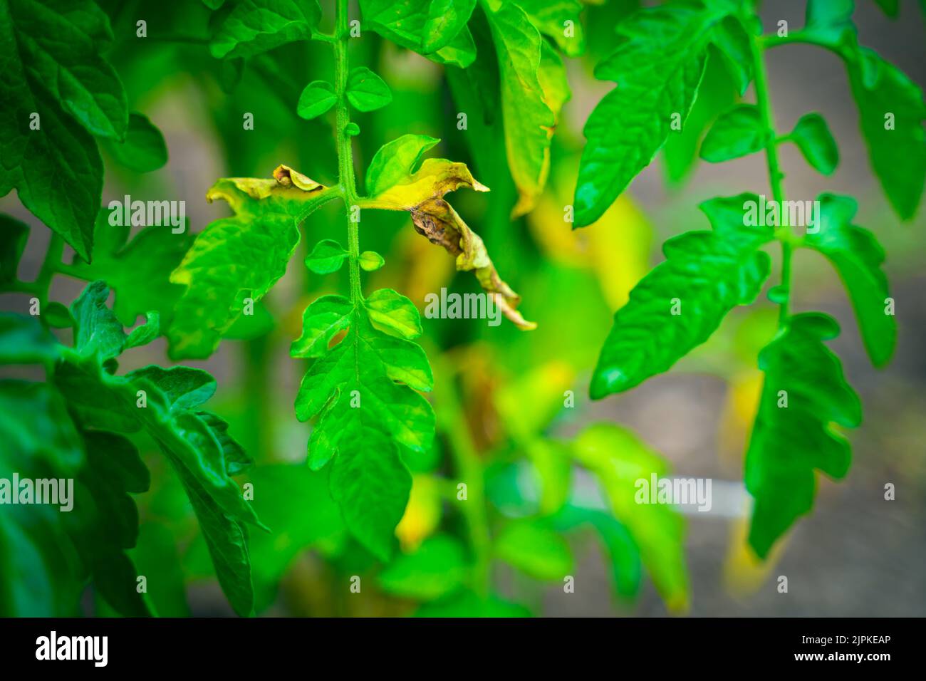 The leaves of a growing tomato are infected with phytophthora close-up ...
