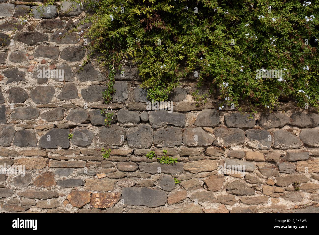 bush, stone wall, bushs, stone walls Stock Photo - Alamy