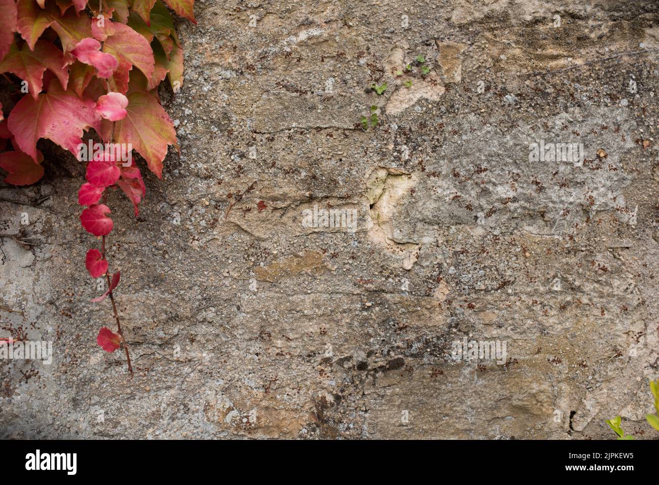 wall, vine leaves, walls Stock Photo - Alamy