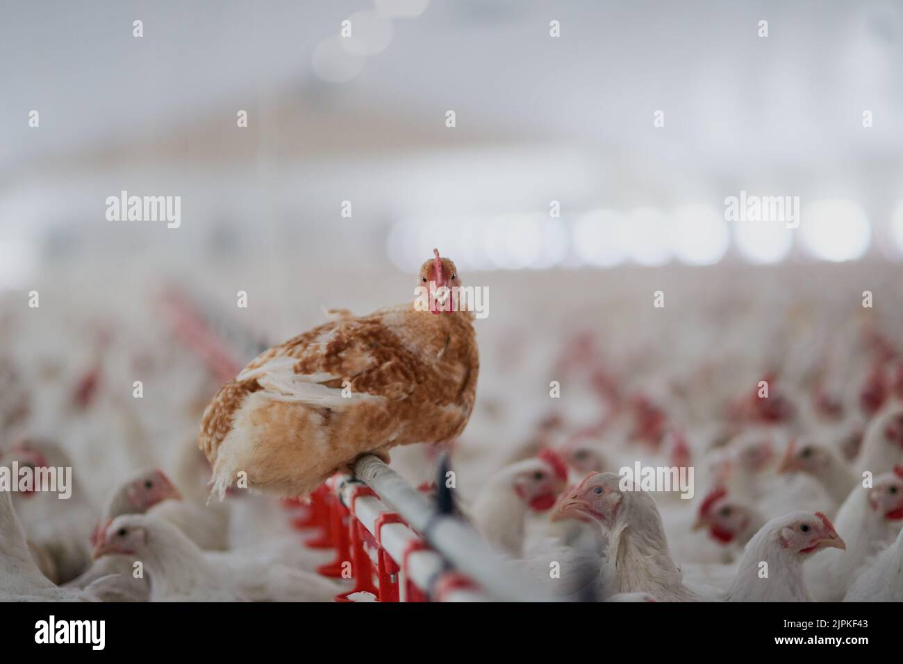 She is one of a kind. a large flock of chicken hens all together in a ...