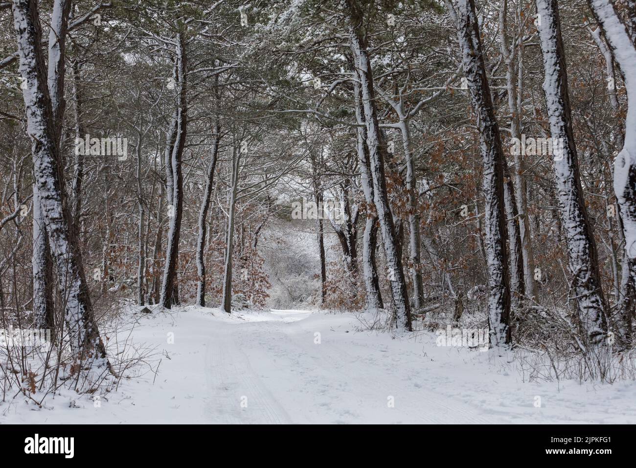Road leading through dreamy snow-covered landscape Stock Photo - Alamy