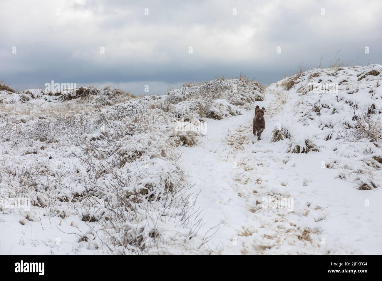 Walk dog off leash hi-res stock photography and images - Alamy