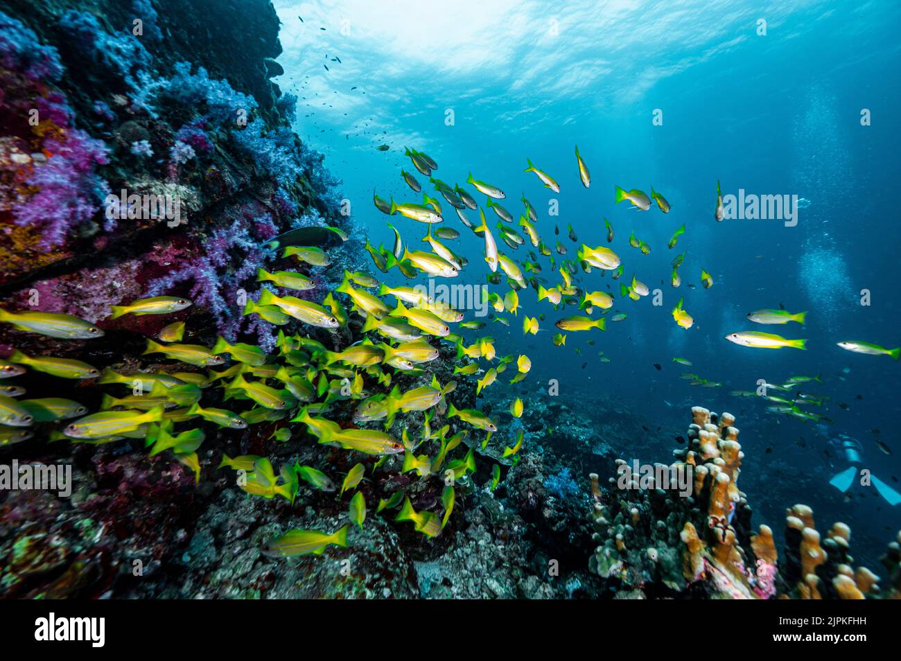 shoal of fish in the tropical waters at the Andaman Sea in Thailand ...