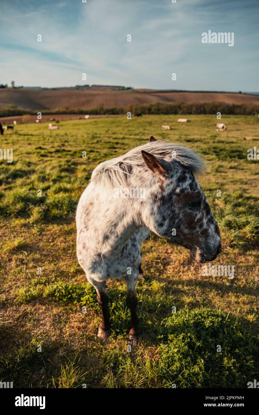 White horse with brown spots hi-res stock photography and images - Alamy