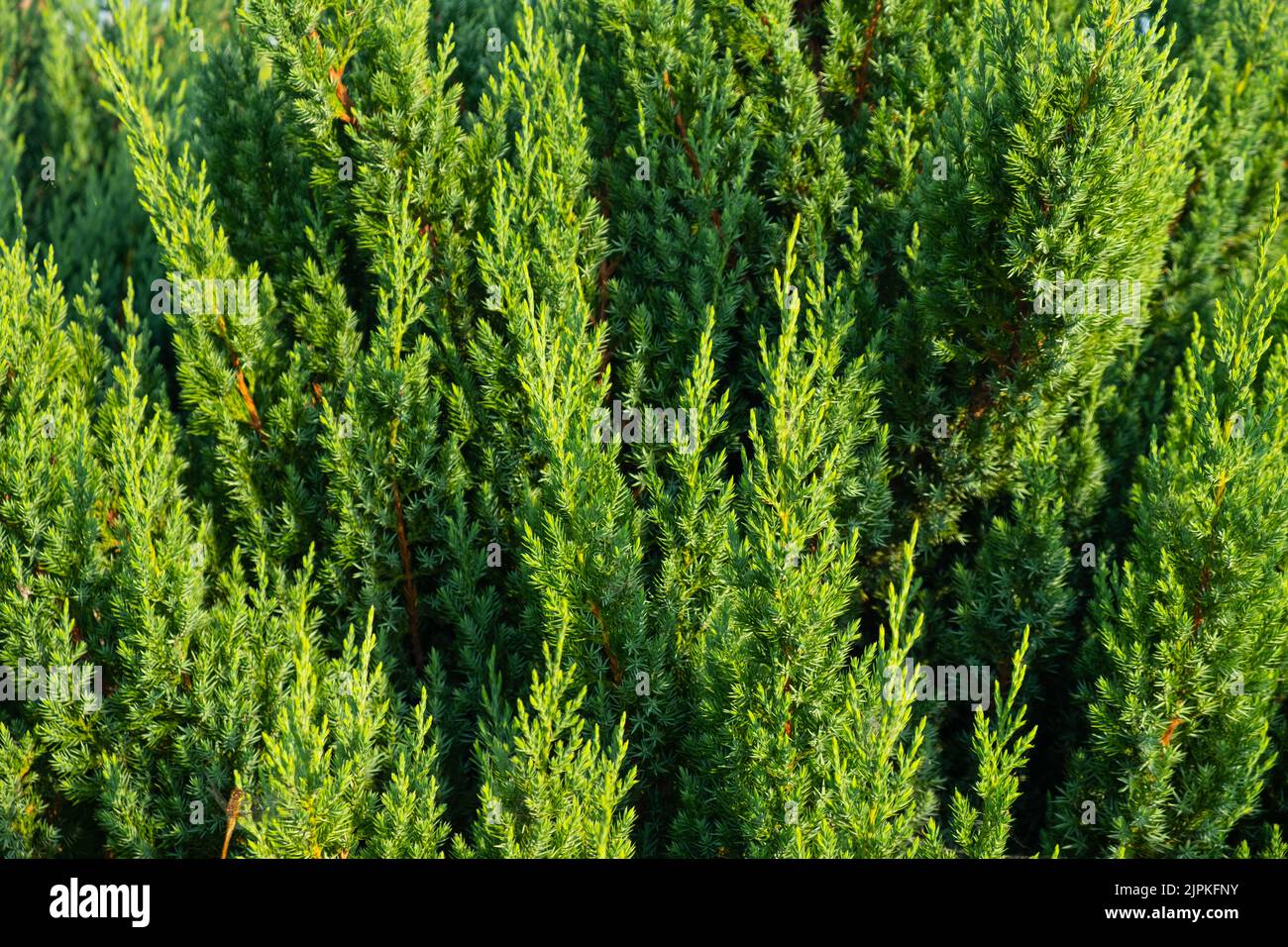 texture juniper green bush, juniper plant background Stock Photo - Alamy