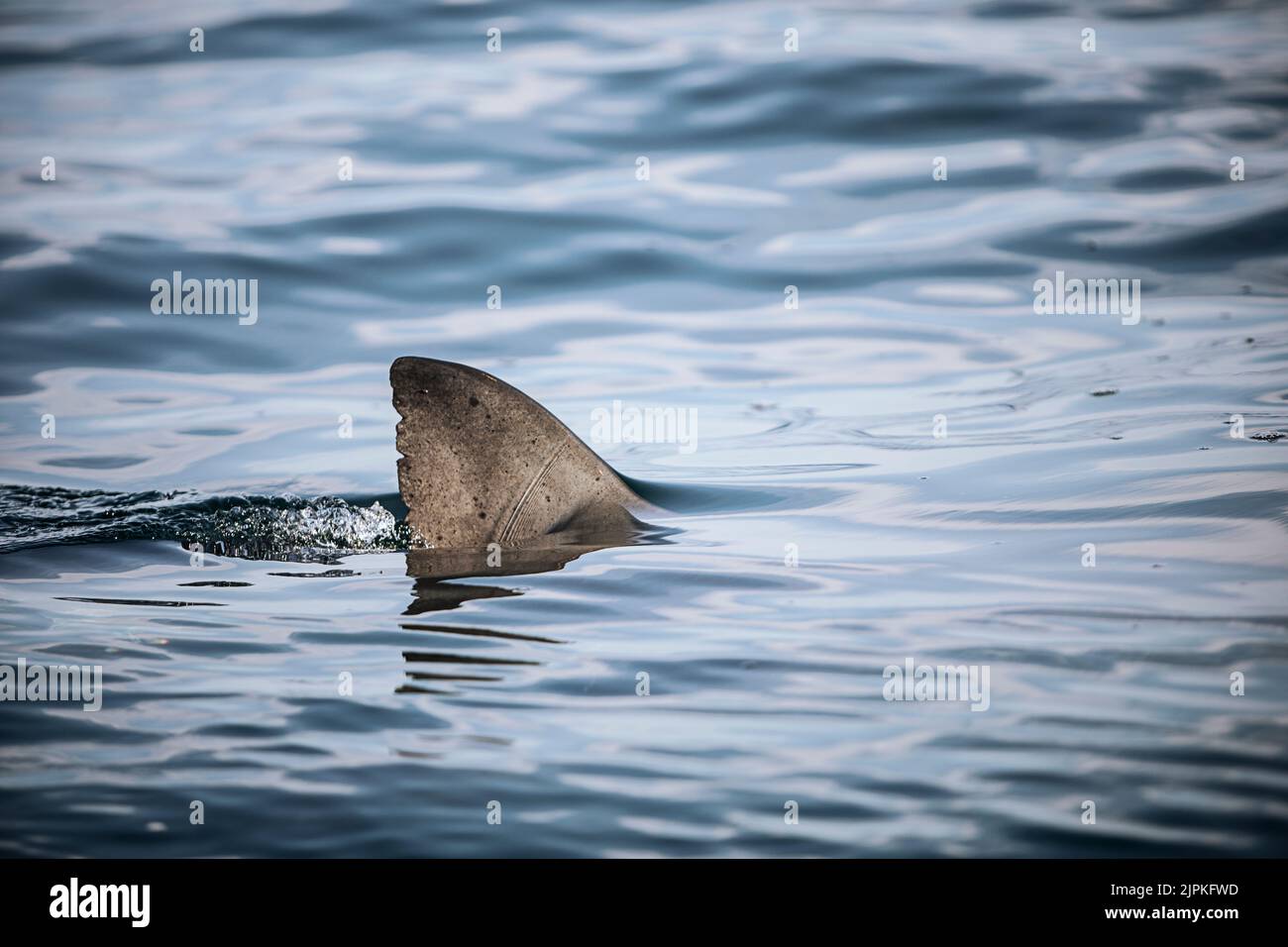 White great shark hi-res stock photography and images - Alamy