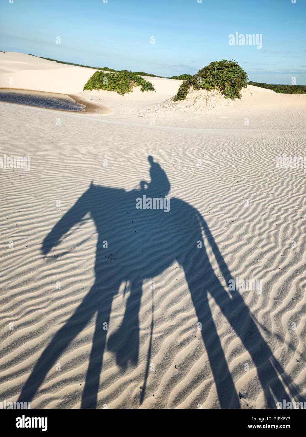 Horse shadow on sand hi-res stock photography and images - Alamy