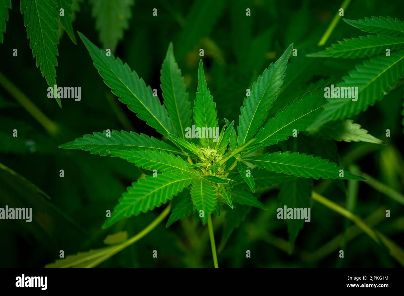 a small bud on a green cannabis plant Stock Photo - Alamy