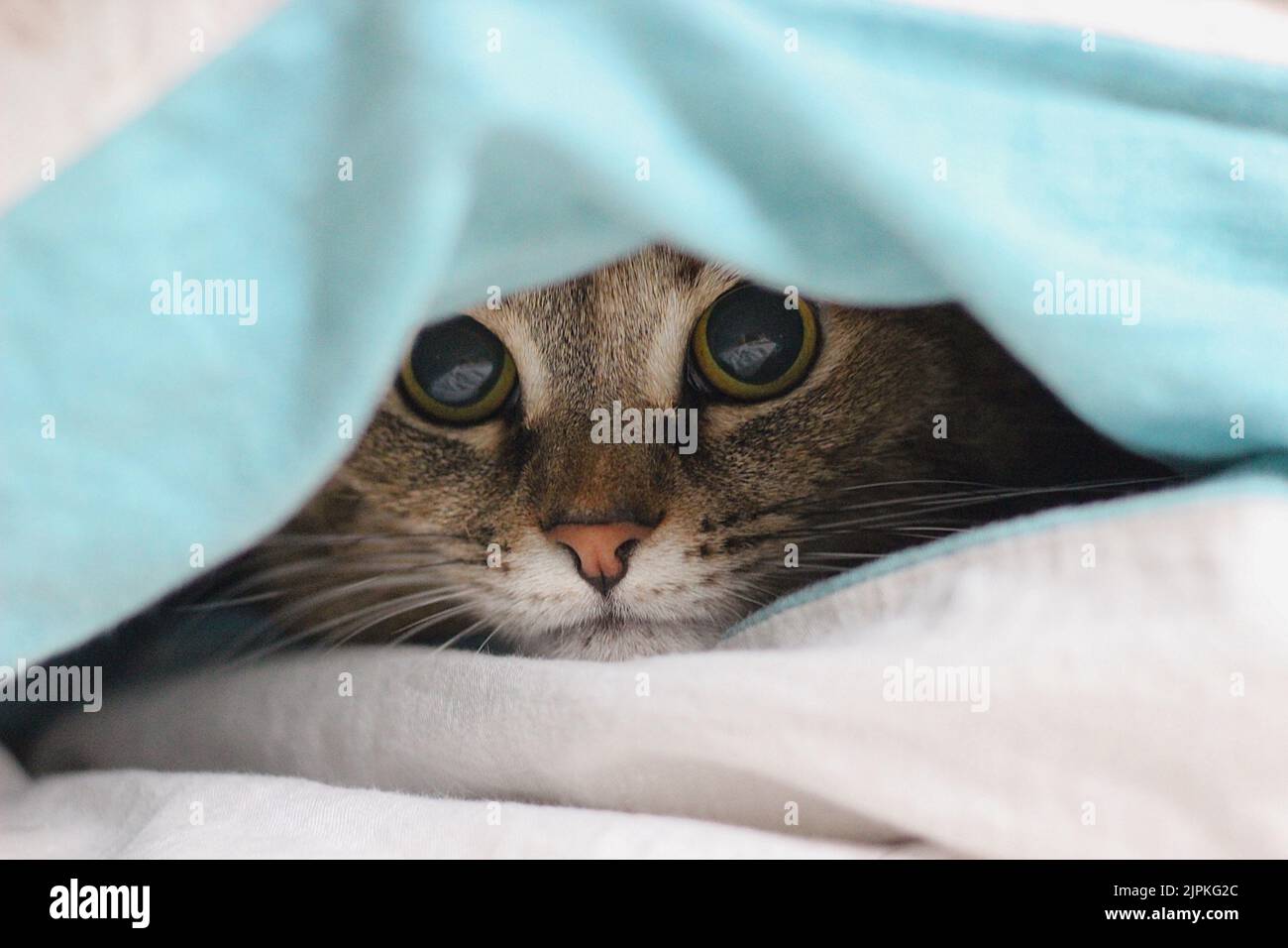 Brown cat playing hide and seek Stock Photo - Alamy