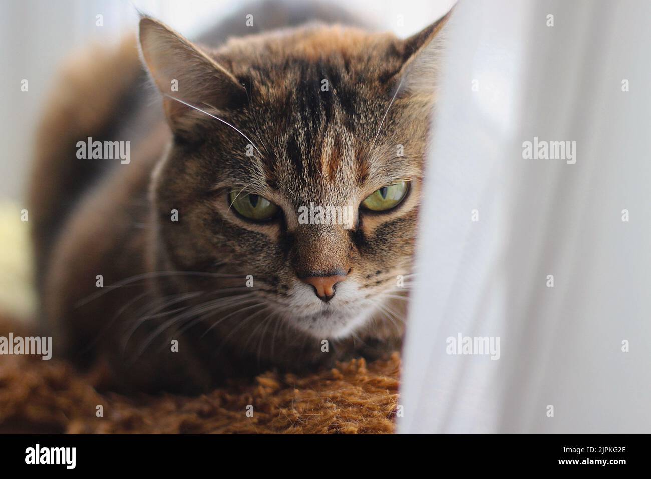 Furry brown cat hi-res stock photography and images - Alamy
