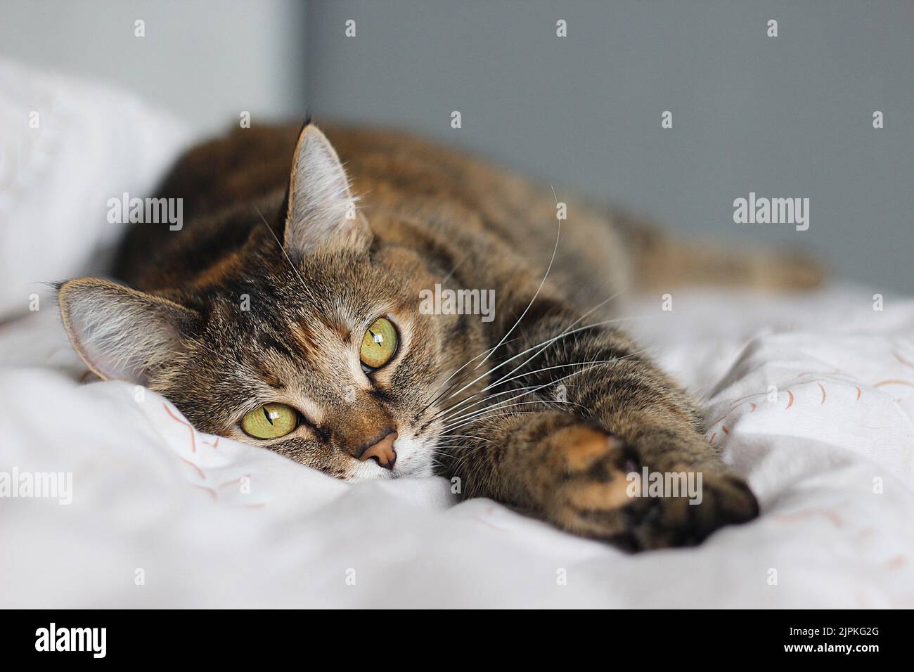 Big cat bed hi-res stock photography and images - Alamy