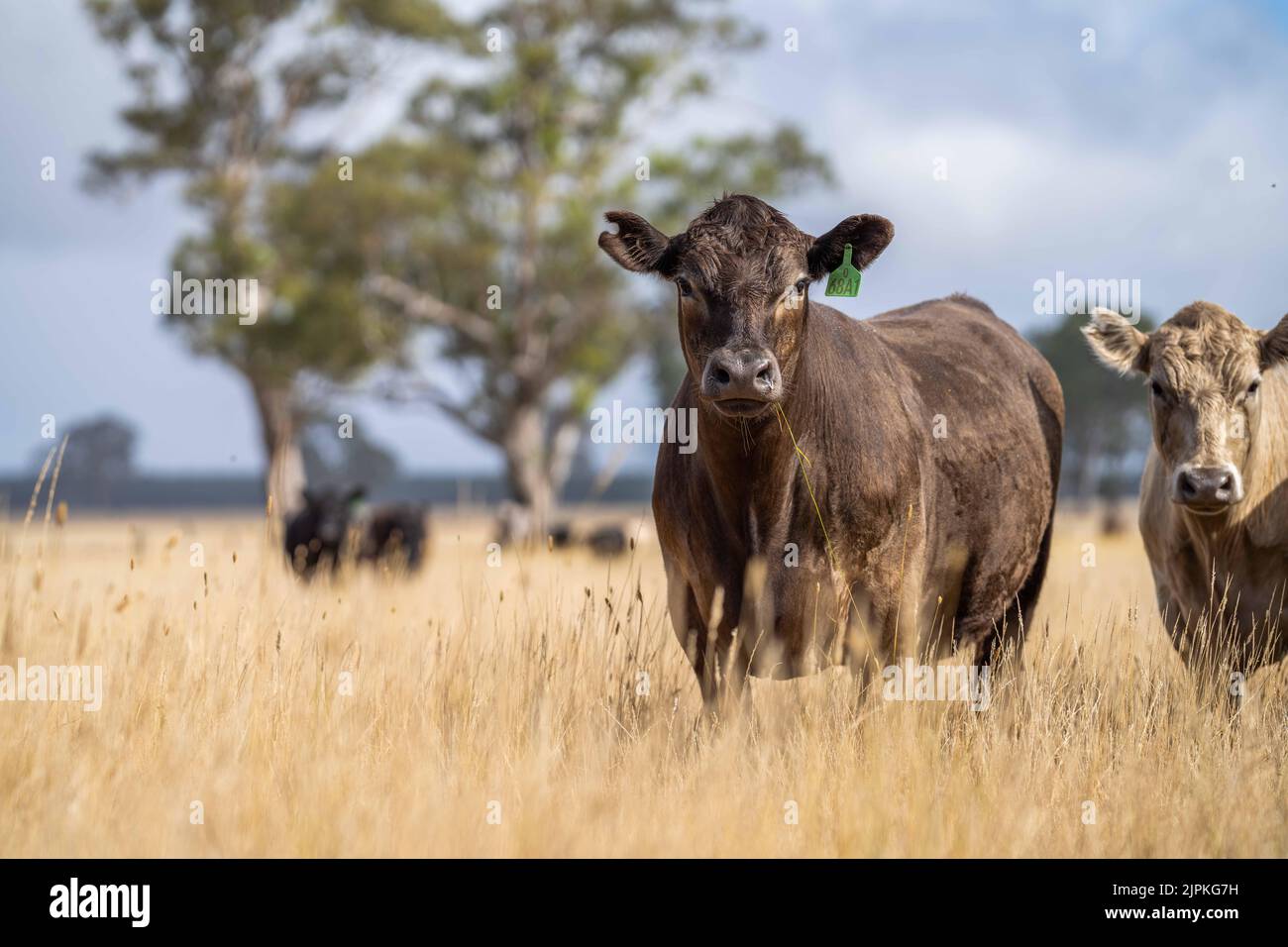 Beef cattle and cows in Australi Stock Photo - Alamy